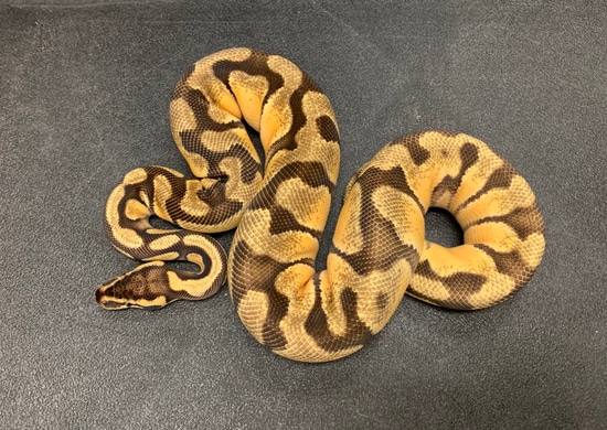 Orange Dream Enchi Pastel Ball Python by Captive Bred Specialties