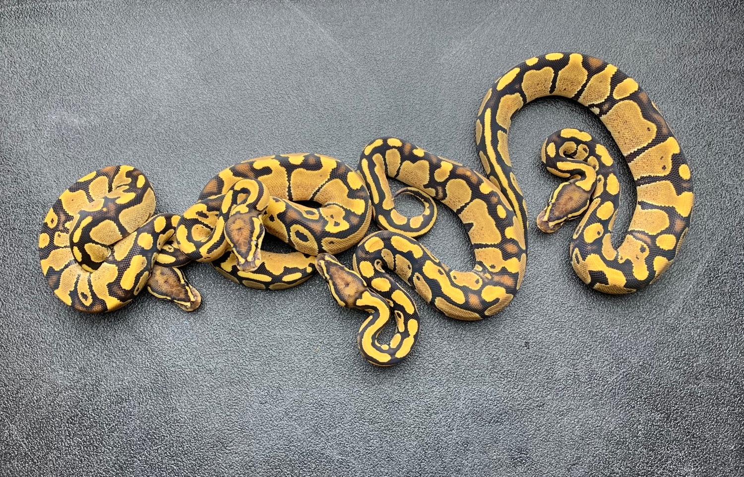Fire 100% Het Sunset Ball Python by Captive Bred Specialties - MorphMarket