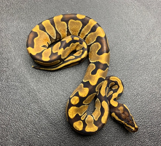 Enchi 100% Het Sunset Ball Python by Captive Bred Specialties