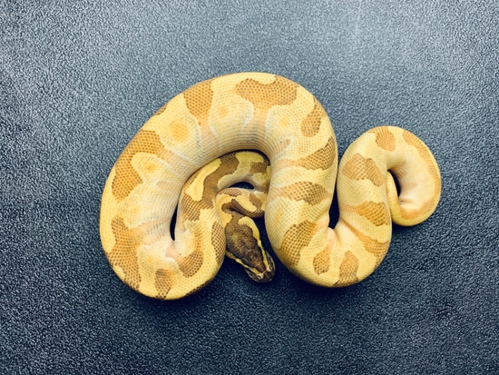 Super Enchi Orange Dream Fire Mojave Ball Python by Captive Bred ...