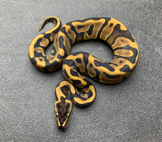 Enchi Leopard 100% Het Ghost 50% Het Sunset 50% Het Piebald Ball Python by Captive Bred Specialties