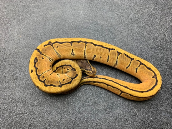 Orange Dream Pinstripe 50% Het Sunset Ball Python by Captive Bred ...