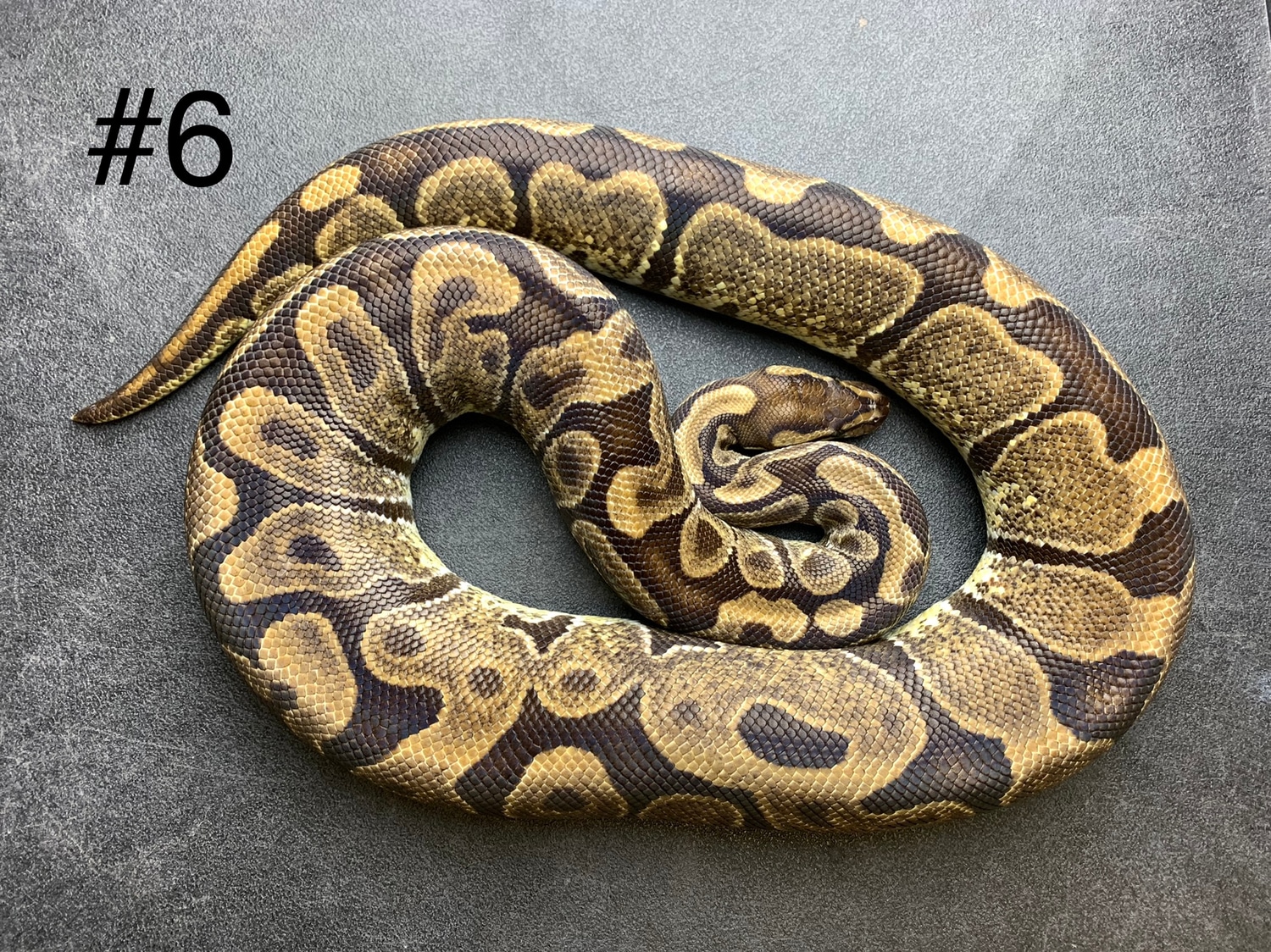 Enchi #6 Ball Python by Captive Bred Specialties - MorphMarket