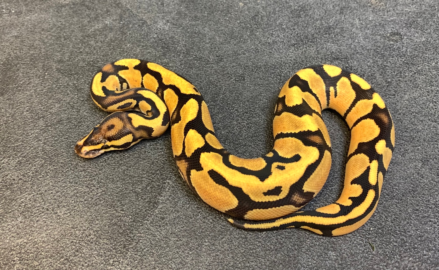 Orange Dream Enchi Fire Ball Python by Captive Bred Specialties ...