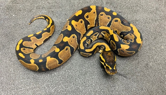 66% Het Sunset 66% Het Pied Ball Python by Captive Bred Specialties