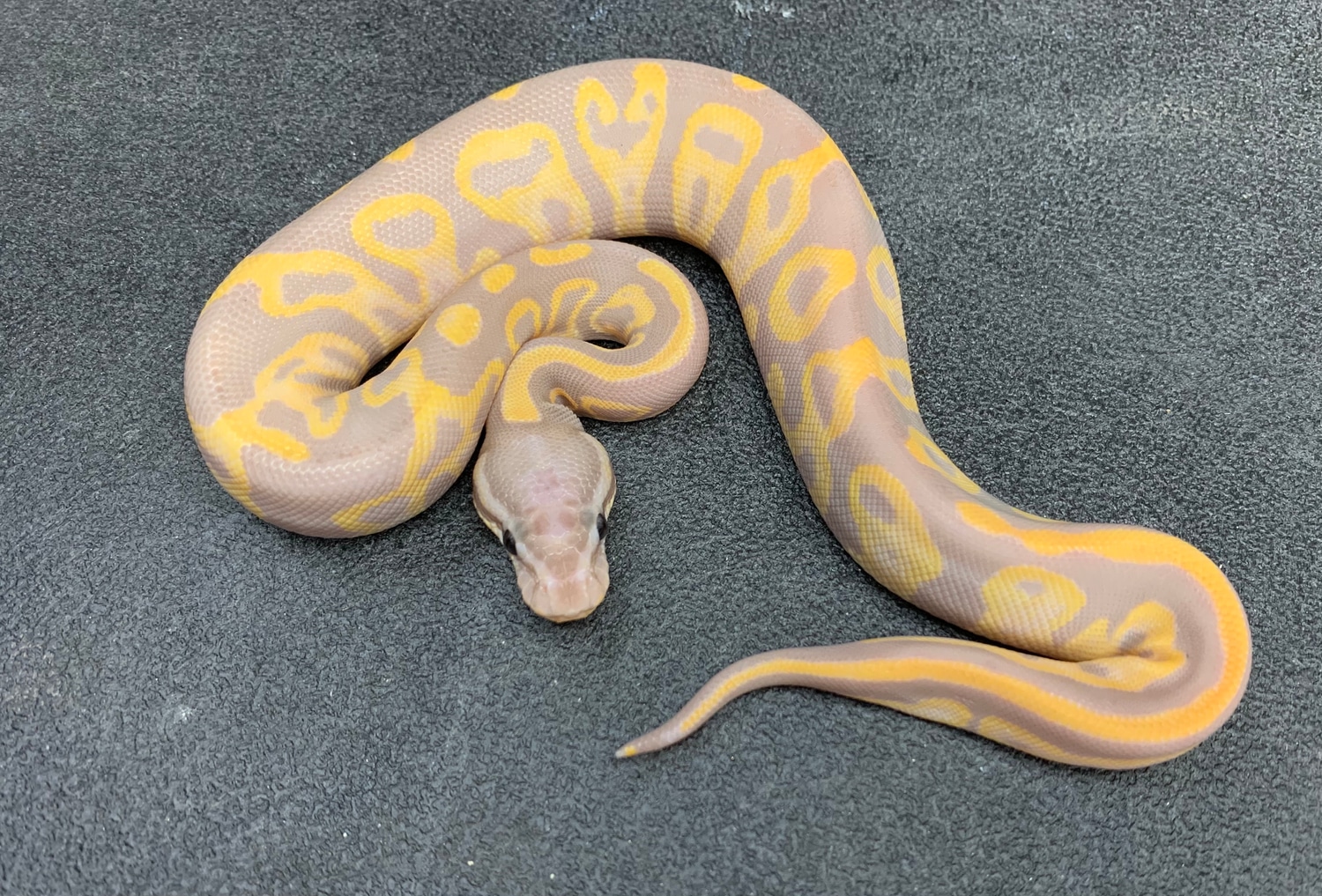 Banana Leopard 50% Het Sunset 50% Het Pied Ball Python by Captive Bred Specialties - MorphMarket