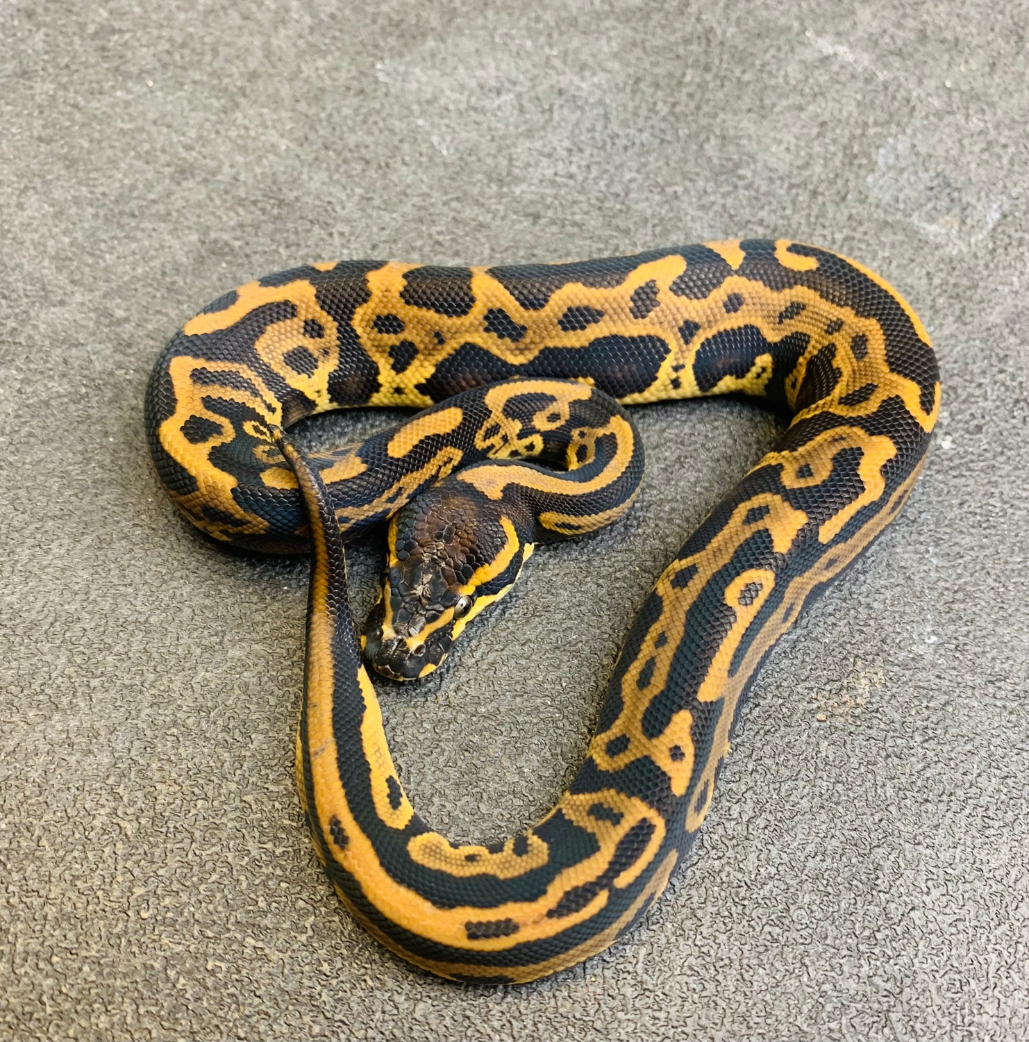 Leopard 66% Het Sunset 66% Het Piebald #1 Ball Python by Captive Bred Specialties - MorphMarket