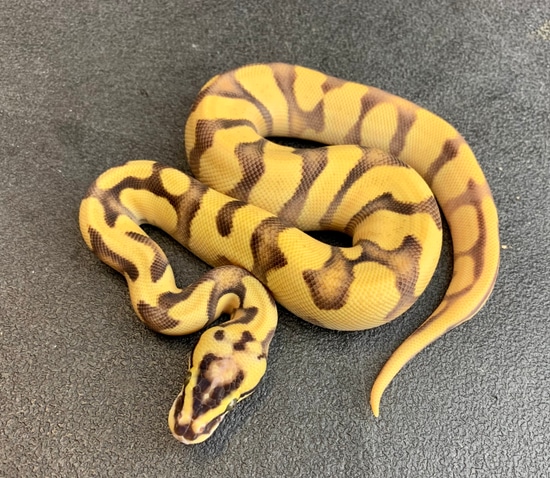 Super Orange Dream Enchi Fire Pastel Ball Python by Captive Bred ...