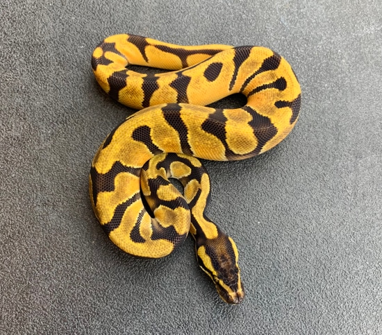 Super Orange Dream Enchi Ball Python by Captive Bred Specialties