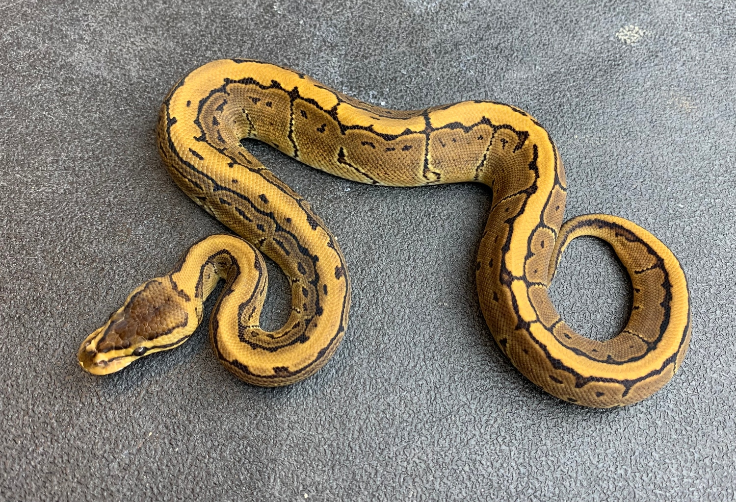 Pinstripe 50% Het Sunset 50% Het Piebald Ball Python by Captive Bred ...
