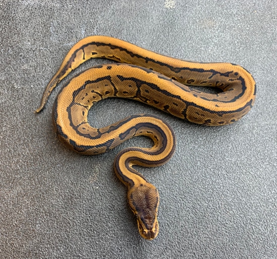 Leopard Pinstripe 50% Het Sunset 50% Het Piebald 2 Ball Python by Captive Bred Specialties
