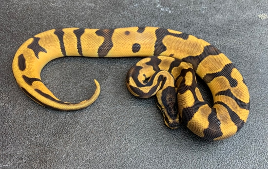 Confusion Enchi Orange Dream Ball Python by Captive Bred Specialties