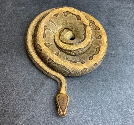 Enchi Pinstripe 100% Het Sunset Ball Python by Captive Bred Specialties