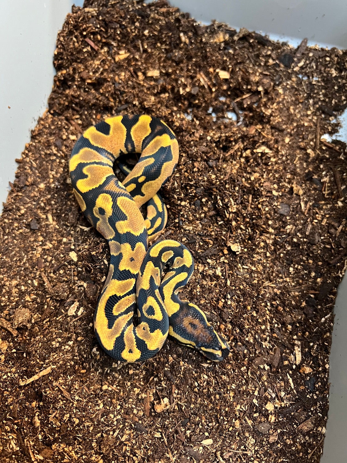 ODYB Enchi Ball Python by Captive Bred Specialties - MorphMarket