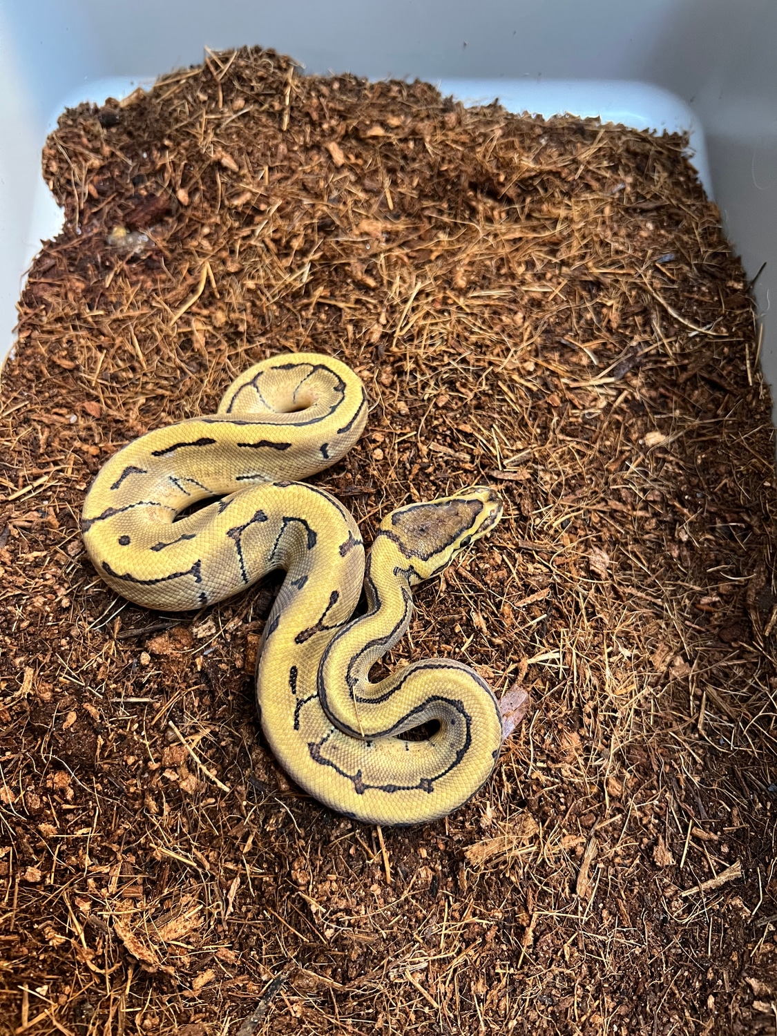Enchi Pinstripe 100% Het Sunset Ball Python by Captive Bred Specialties ...