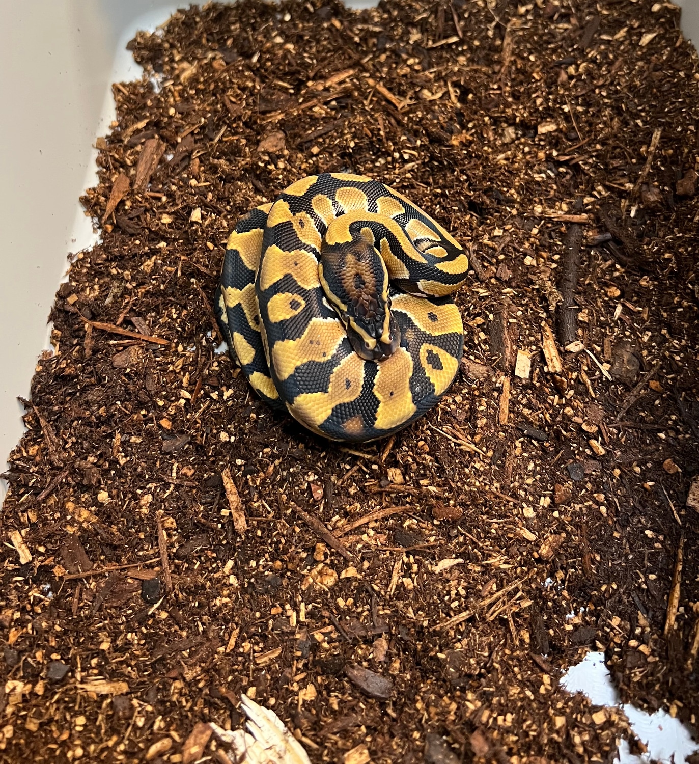 Orange Dream 100% Het Sunset Ball Python by Captive Bred Specialties ...