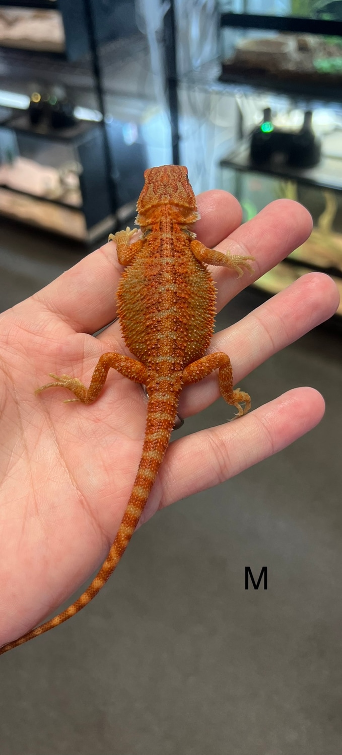 Red Hypo Translucent Central Bearded Dragon by Captive Bred Specialties ...