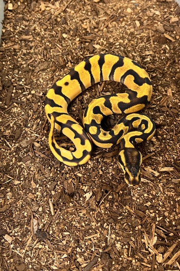 Super Orange Dream Enchi Ball Python by Captive Bred Specialties
