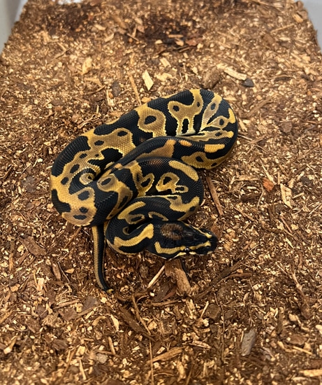 Orange Dream Leopard 66% Het Sunset Ball Python by Captive Bred Specialties
