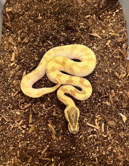 Super Enchi Orange Dream Fire Mojave Ball Python by Captive Bred ...