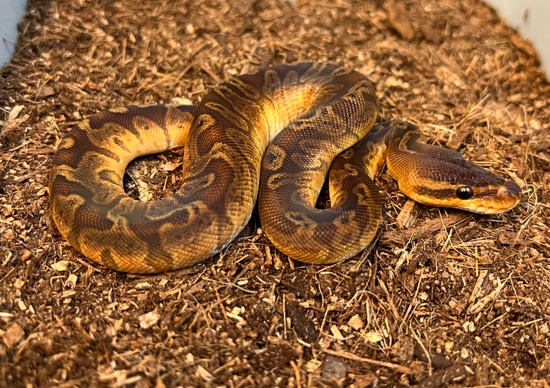 Orange Dream Leopard Sunset 50% Het Piebald Ball Python by Captive Bred ...