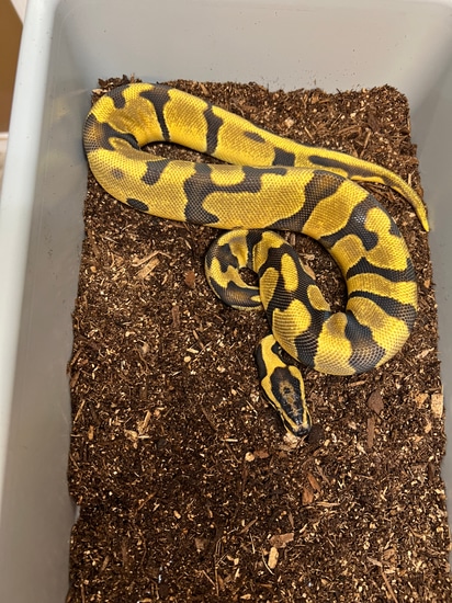 Confusion Enchi Orange Dream Ball Python by Captive Bred Specialties