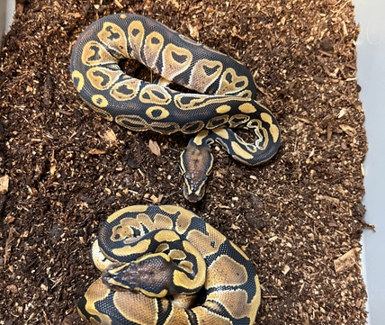 Captive Bred Specialties - MorphMarket