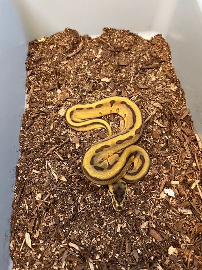 Orange Dream Leopard Enchi Pinstripe Ball Python by Captive Bred ...