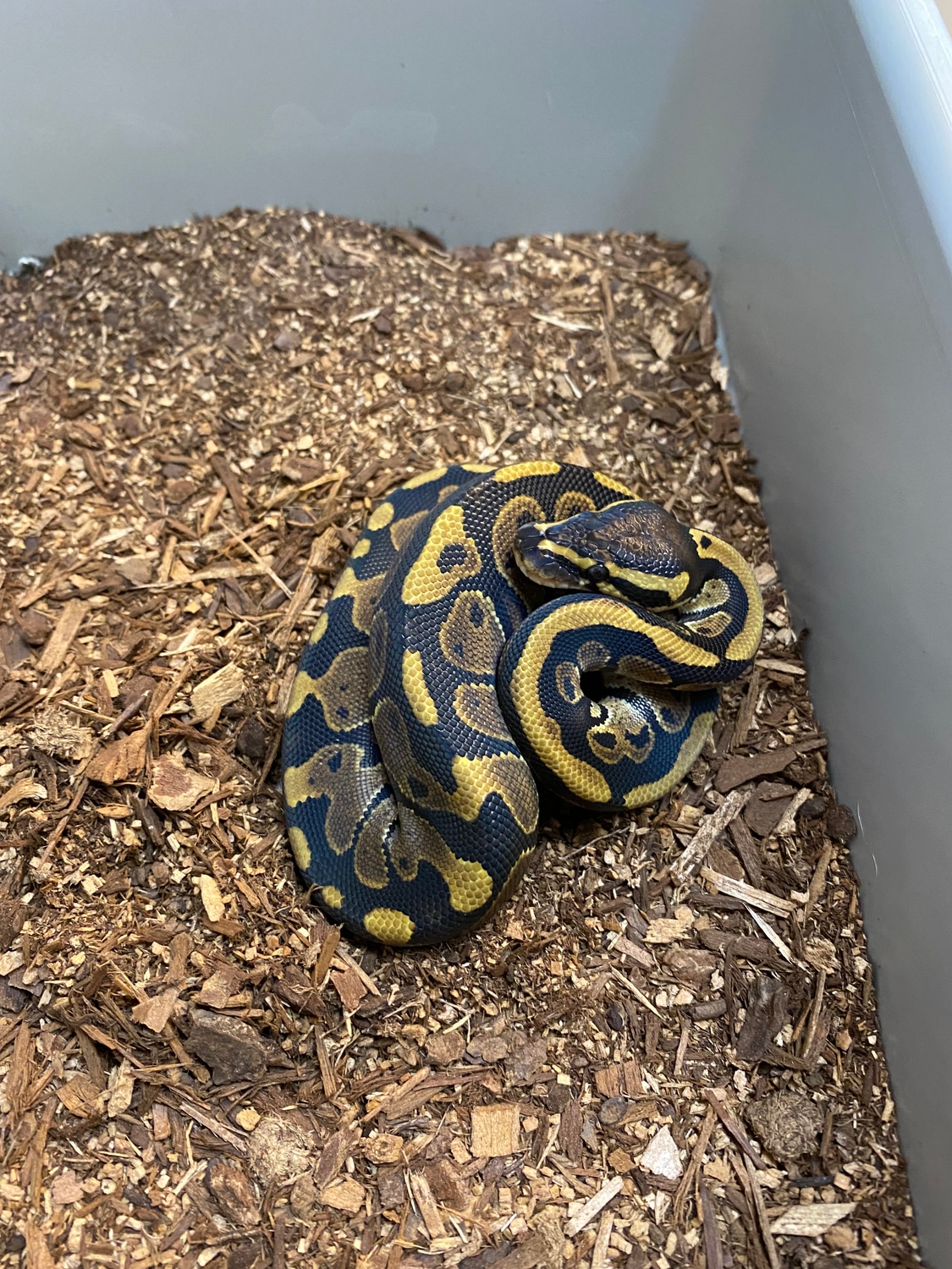 100% Het Sunset Ball Python by Captive Bred Specialties - MorphMarket