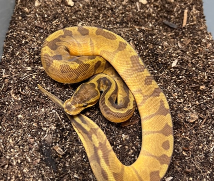 Captive Bred Specialties - MorphMarket