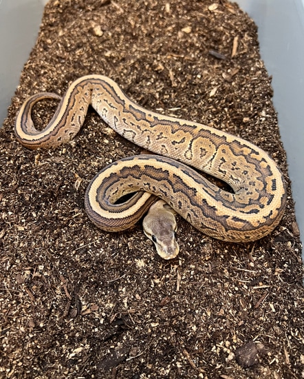 Black Pastel Pinstripe 100% Het Sunset Ball Python by Captive Bred ...