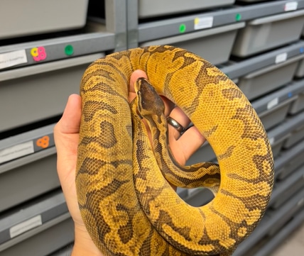 Captive Bred Specialties - MorphMarket