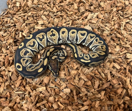 Captive Bred Specialties - MorphMarket
