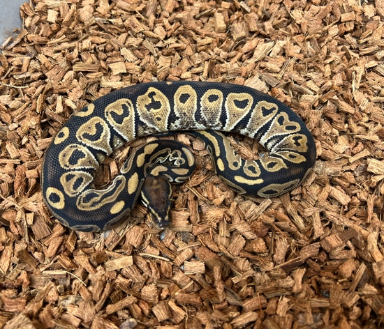 0.1 HRA DH Sunset/Desert Ghost 1.0 DH Sunset/Desert Ghost *Pair* Ball ...