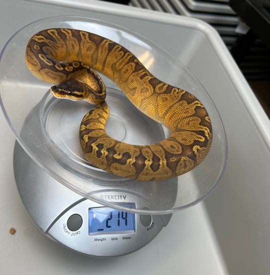Sunset Ball Python by Captive Bred Specialties
