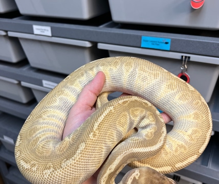Captive Bred Specialties - MorphMarket