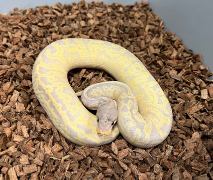 Captive Bred Specialties - MorphMarket