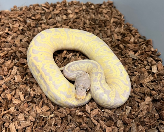 Sunset Banana Leopard 100% Het Piebald Ball Python by Captive Bred ...