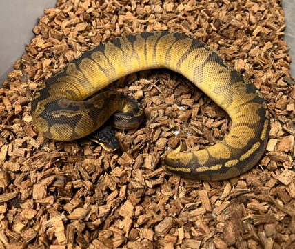 Captive Bred Specialties - MorphMarket