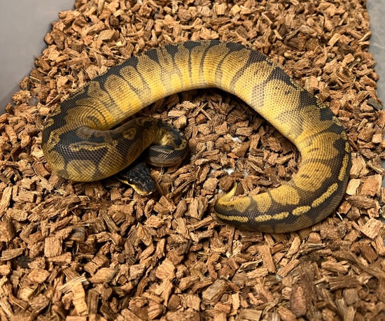 Sunset Ball Python by Captive Bred Specialties