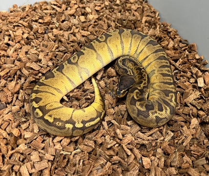 Captive Bred Specialties - MorphMarket