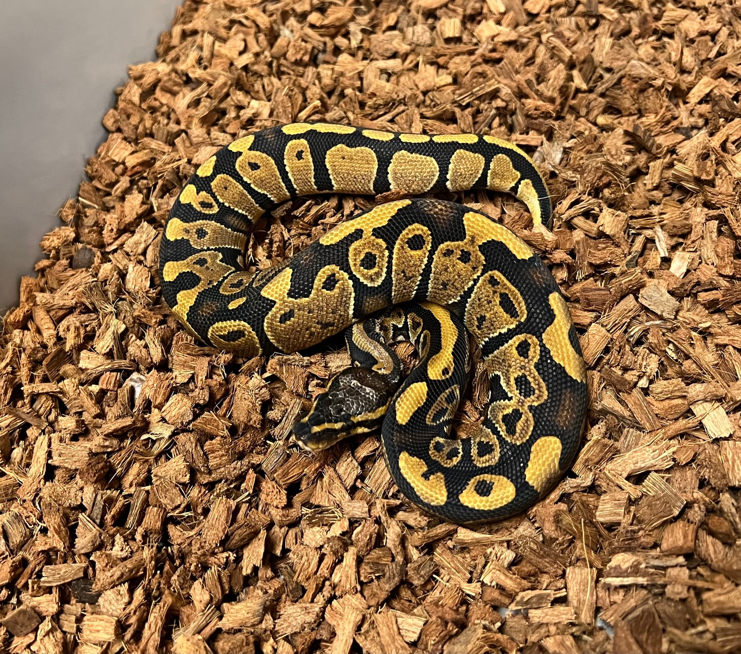 100% Het Sunset Ball Python by Captive Bred Specialties - MorphMarket