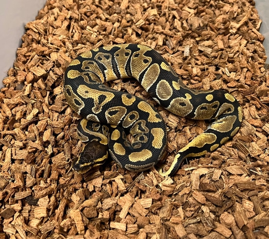 100% Het Sunset Ball Python by Captive Bred Specialties