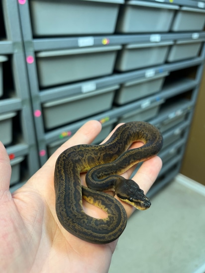 Leopard Sunset 100% Het Pied Ball Python by Captive Bred Specialties