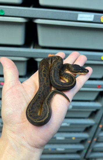 Leopard Sunset 100% Het Pied Ball Python by Captive Bred Specialties