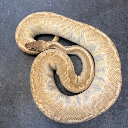 Captive Bred Specialties - MorphMarket