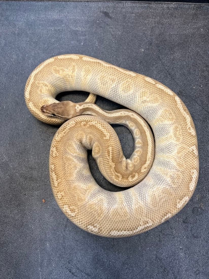 Butter Sunset 1600g Ball Python by Captive Bred Specialties