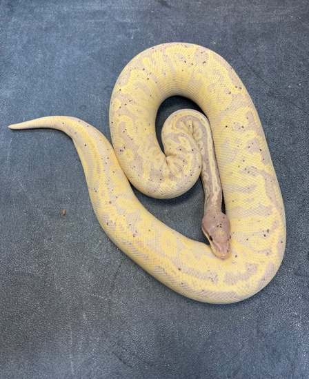 Banana Leopard Sunset 100% Het Pied Ball Python by Captive Bred Specialties