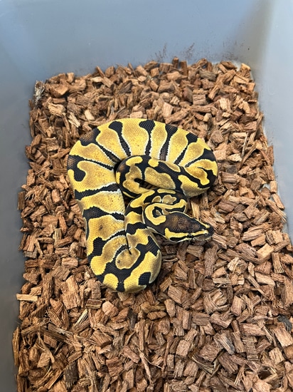Enchi DH Sunset Ghost Ball Python by Captive Bred Specialties