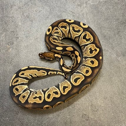 Captive Bred Specialties - MorphMarket